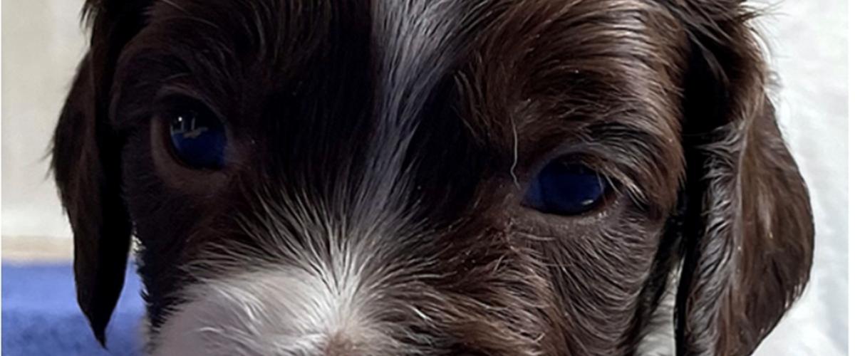 Field spaniel FT Springer spaniel hvalpe - salgsklar 5/6 - kr. 12000 ...