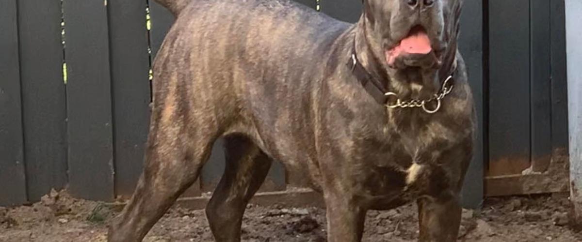 Cane corso Vega - kr. 10000 - hunde