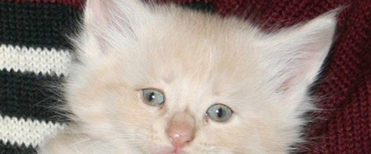 Alle mine killinger - Diverse kat - Uploadet af Ingrid" med flotte ...