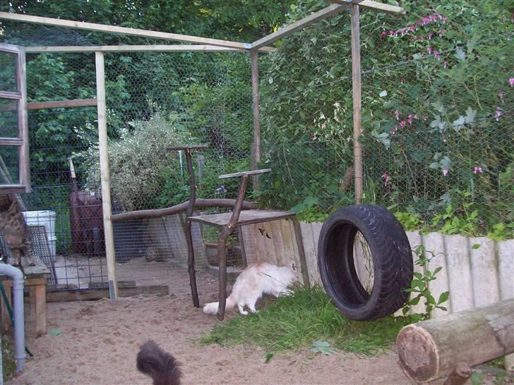 Katte voliere den nye ,med kattene i de nyder det og billeder af ... Katte voliere den nye ,med kattene i de nyder det og billeder af ...