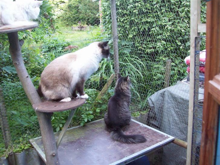 Katte voliere den nye ,med kattene i de nyder det og billeder af ... Katte voliere den nye ,med kattene i de nyder det og billeder af ...