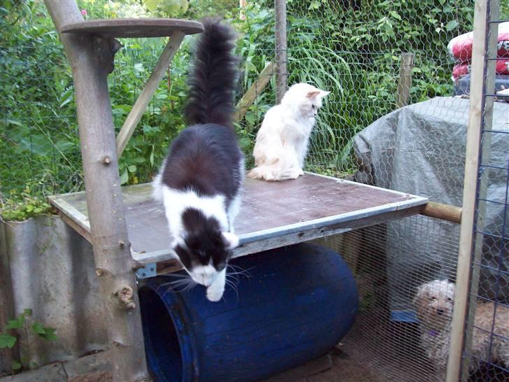 Katte voliere den nye ,med kattene i de nyder det og billeder af ... Katte voliere den nye ,med kattene i de nyder det og billeder af ...
