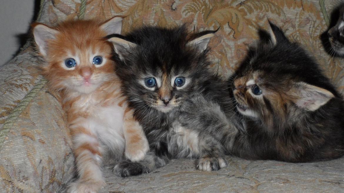 4 uger gammel killinger - Diverse kat - Fotos fra Dk NewHope ...