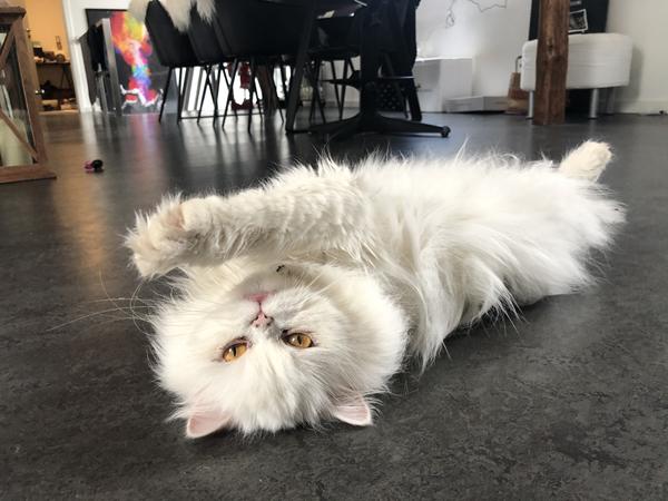 Hvor mange killinger får de forskellige racer typisk? - Skrevet af ...