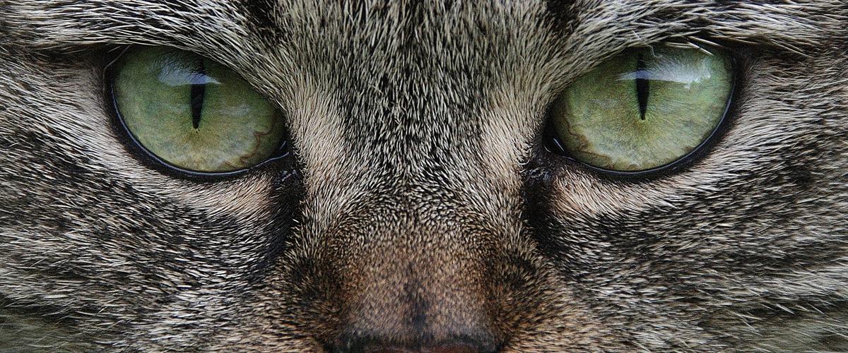 Blanding af racer Mærkli - 2008 - Mærkli gik bare forviret rund...