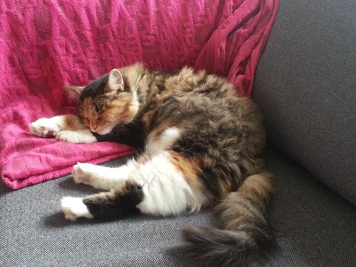 Norsk Skovkat Lizette - 2011 - 3-farvet med hvidt bryst, lan...