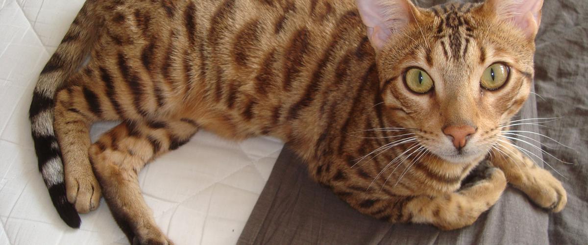 Bengal Bagheera, kaldes Baggie - 2013 - Baggie er min lille kæledreng...