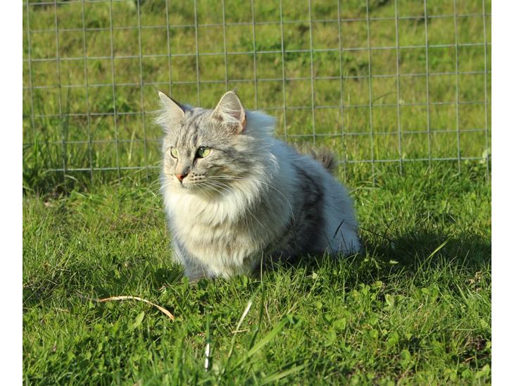 Norsk Skovkat DK Tomiss Desdemona - 2013 - Mona kommer forhåbentlig til ...