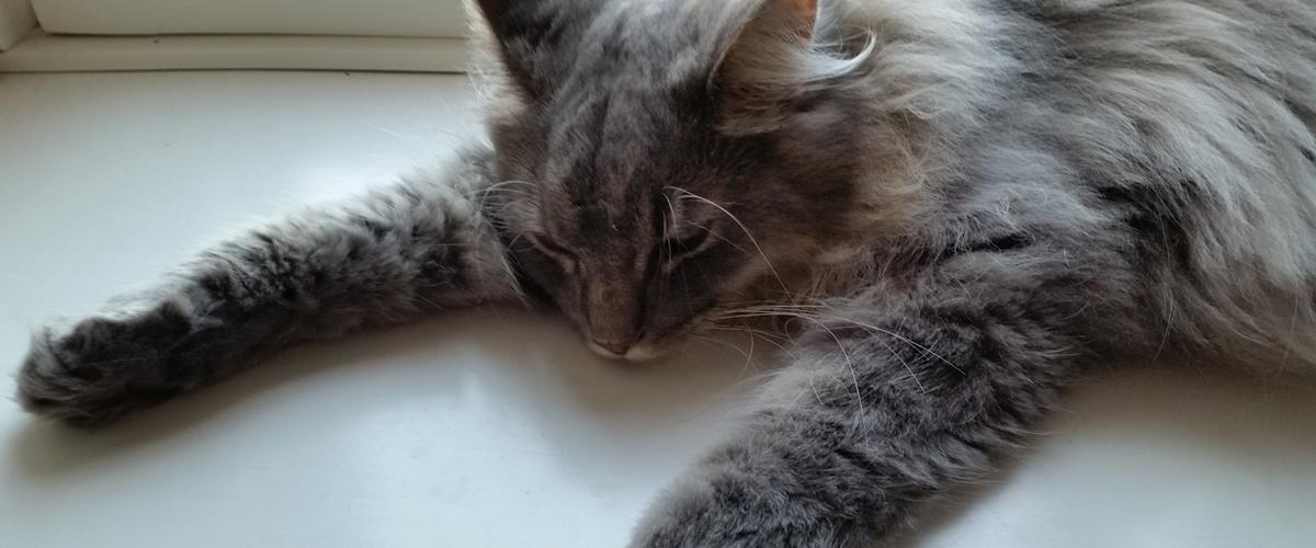 Blanding af racer Dante - 2014 - Grå, langhåret. Norsk Skovkat...