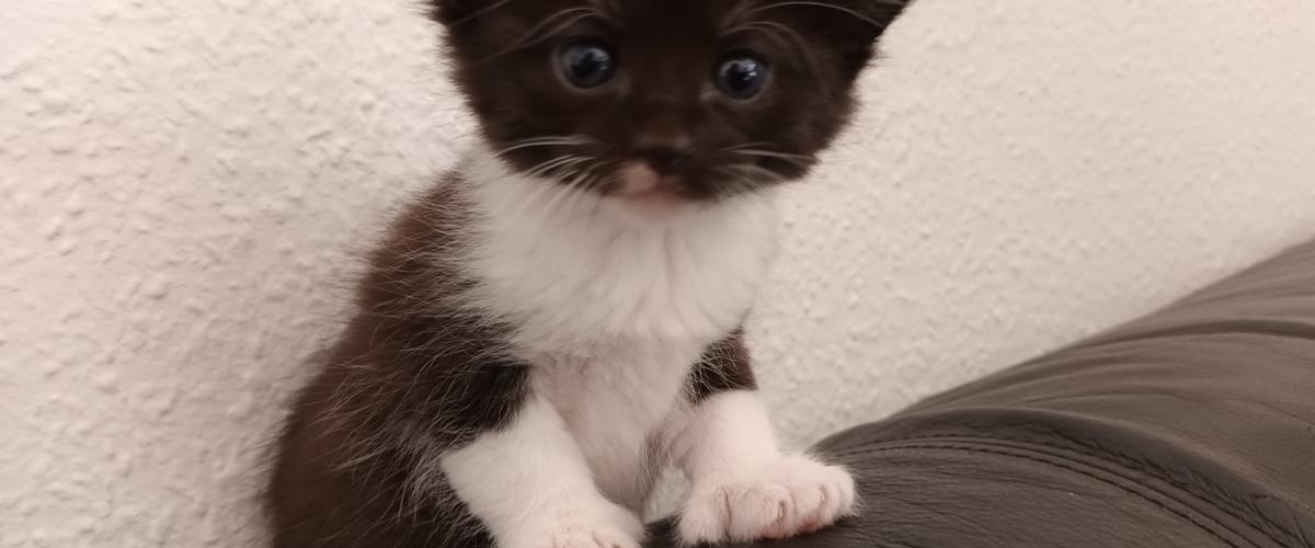 Blanding af racer Polly - 2022 - Også Polly er poly kat med st...