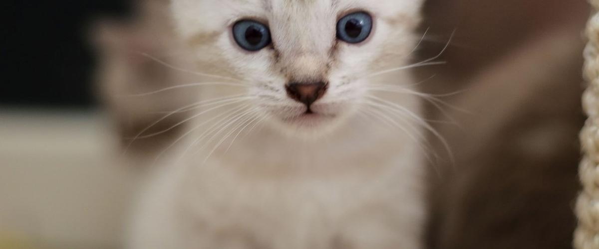 Bengal Cosmos - 2019 - Han mistede sin mor som 3 uge...