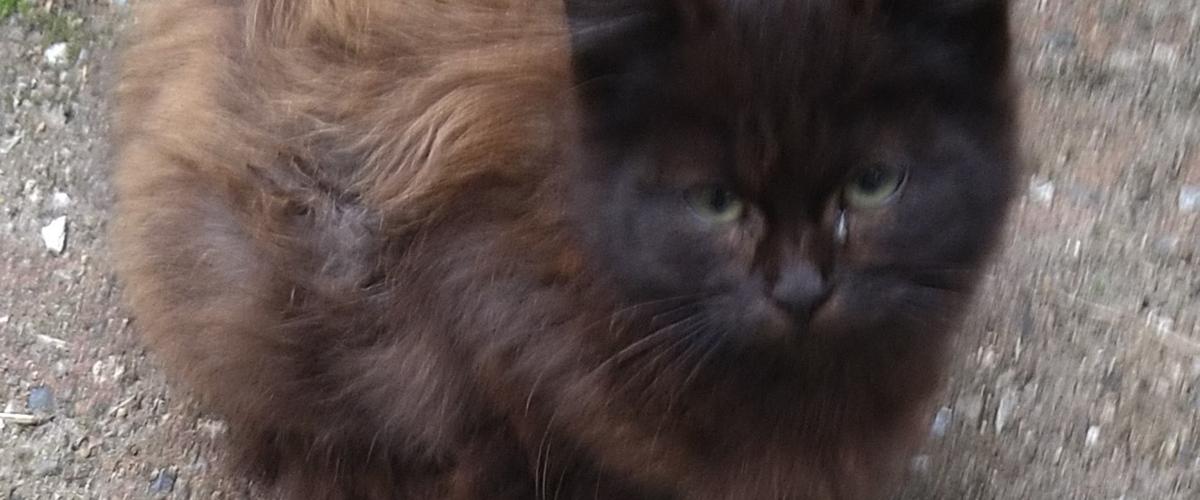 Blanding af racer simi mini - 2022 - skøn lille hunkat, simi langh...