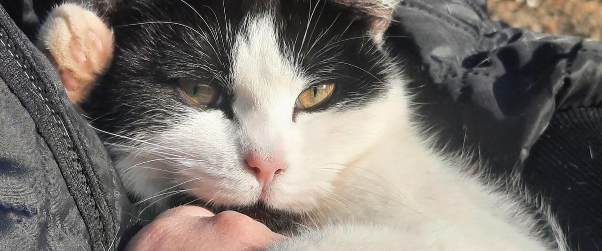 Blanding af racer Olaf - 2022 - Olaf er en meget kælden kat d...