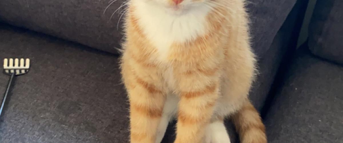 Huskat Cocio & Dumle - 2023 - Rød stribet hankat - Renlig o...