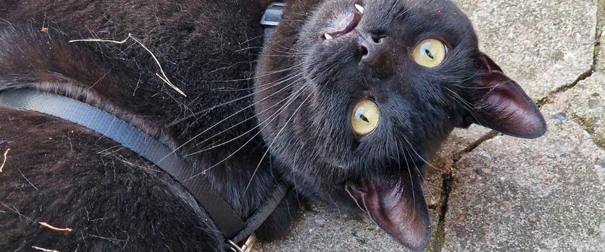 Huskat Flit - 2021 - Flits mor er en vildkat, der ...