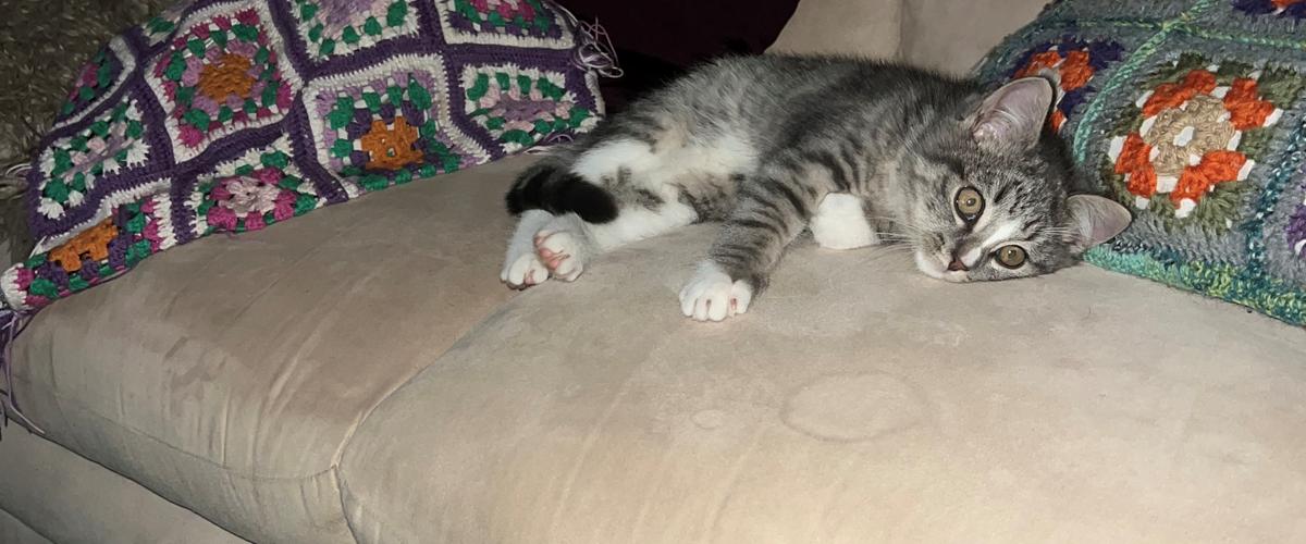 Blanding af racer Dino - 2022 - Dino har vi haft fra han var ...