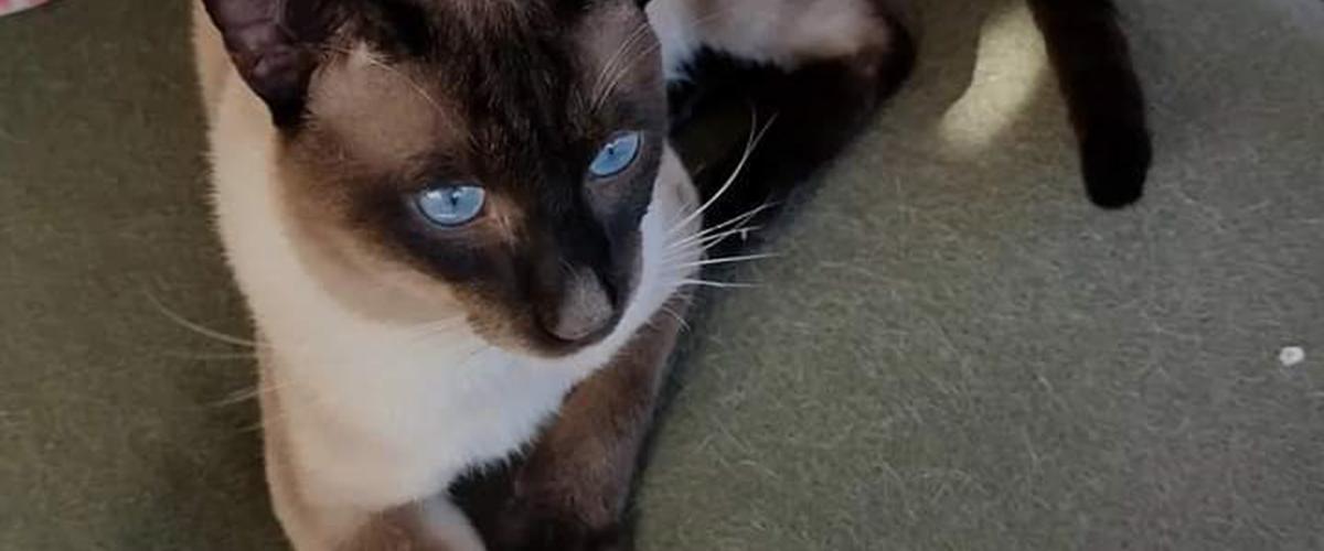 Siameser Traditionel Siameser FERNANDO. - 2023 - Så sød kærlig,med et ...