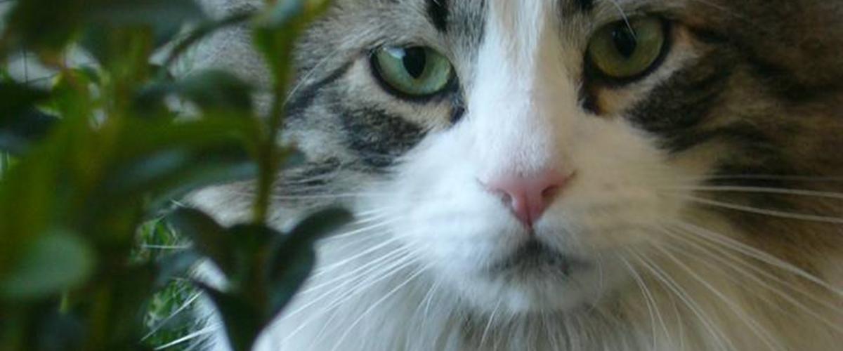 Norsk Skovkat Walther - 2006 - Silver/black tabby med hvid.