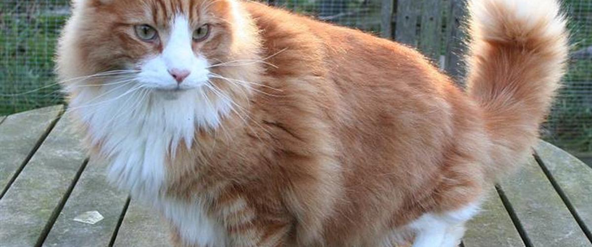 Norsk Skovkat Arild Roy - 2006 - Arild er en nusse kat, uden l...