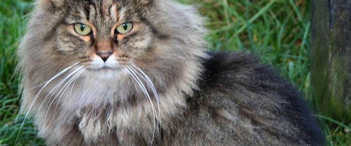 Norsk Skovkat Trille - 2004 - Trille var min anden avlskat,...