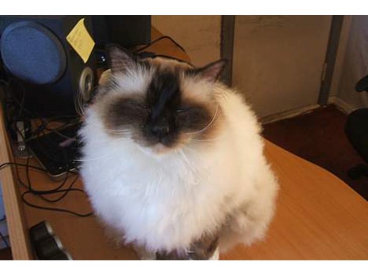 Hellig Birma nico - 2004 - jamen han er jo en dejlig kat...