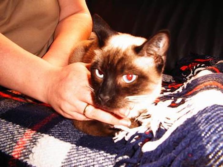 Siameser Cæsar - 2006 - Utrolig smuk og meget selvstæ...