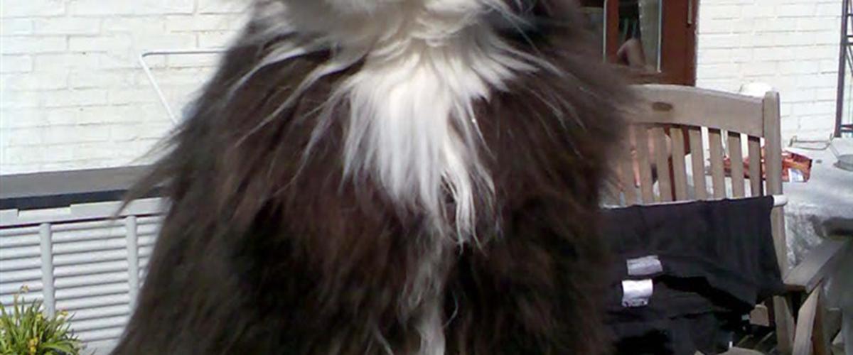 Norsk Skovkat Obelix - 2002 - han har hvid næse og potter.