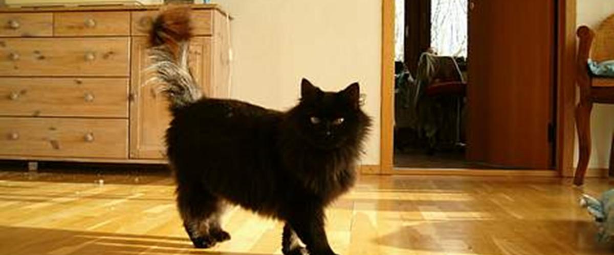 Norsk Skovkat Emma - 2001 - rigtig sort men med grå pels ...