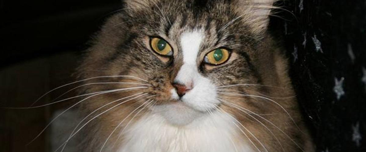 Norsk Skovkat Porshe - 2003 - Dejlig svensk dame, super kra...