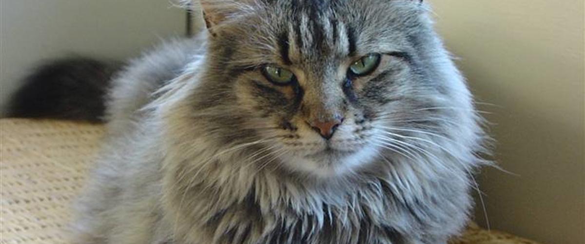 Norsk Skovkat Marci - 2003 - Marci er en sort makreltabby ...