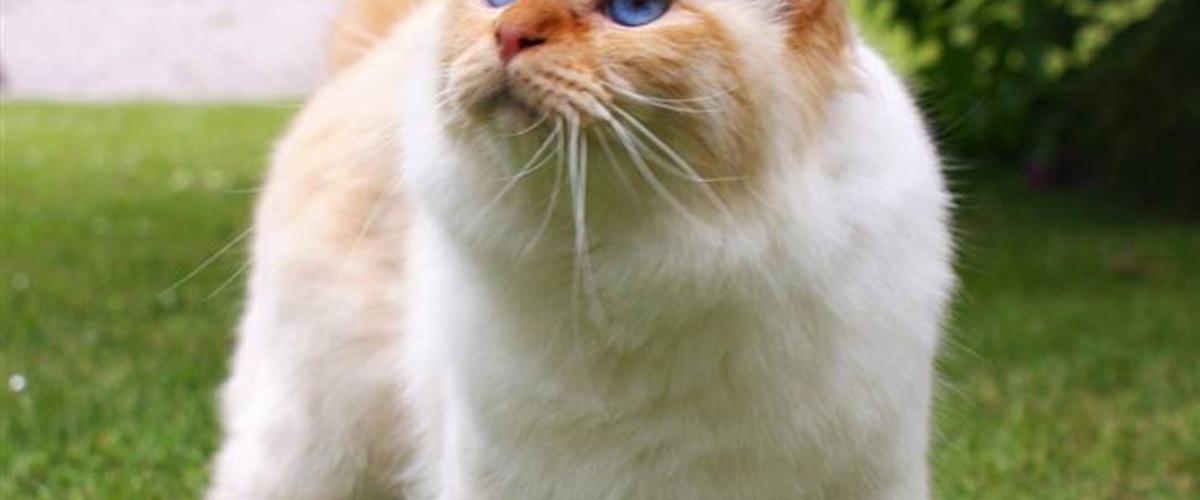 Hellig Birma Pr Tsung's Azza - 2006 - Leo min Leo.... Han er vores ...