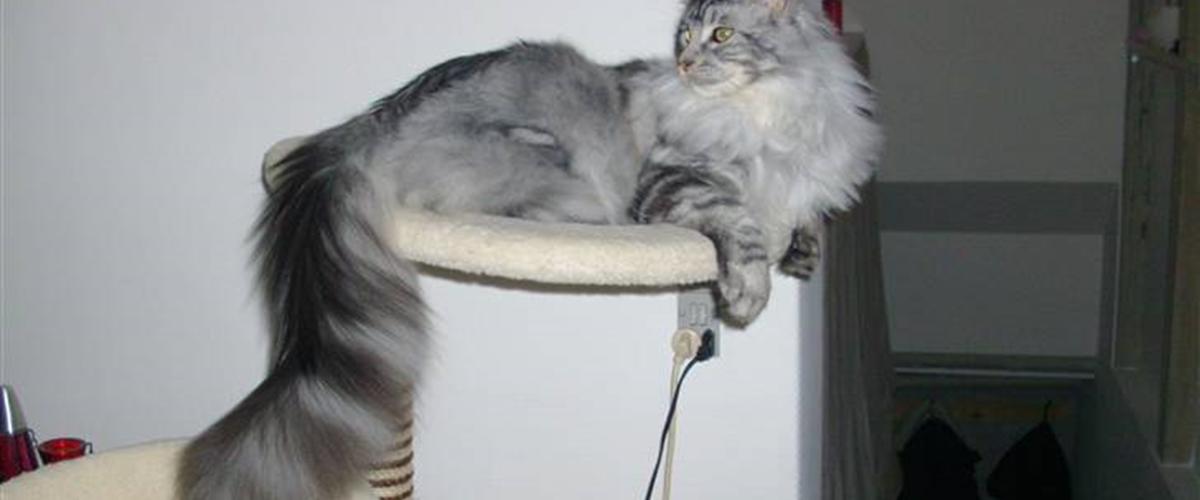 Maine Coon shadow - 2007 - Shadow is an envoy from the d...