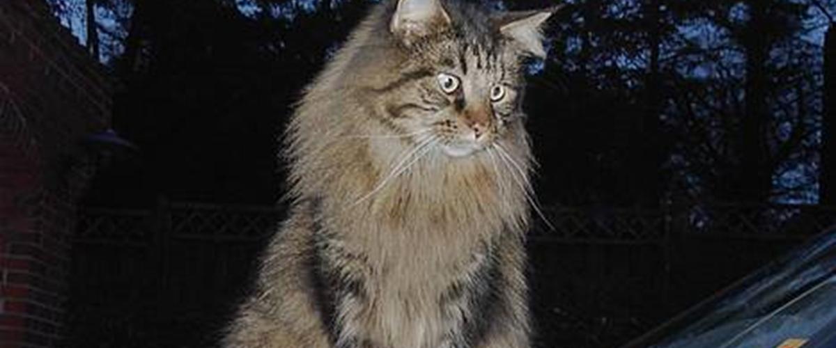 Maine Coon Tiger - 2001 - Han er rigtig sød og så er ha...