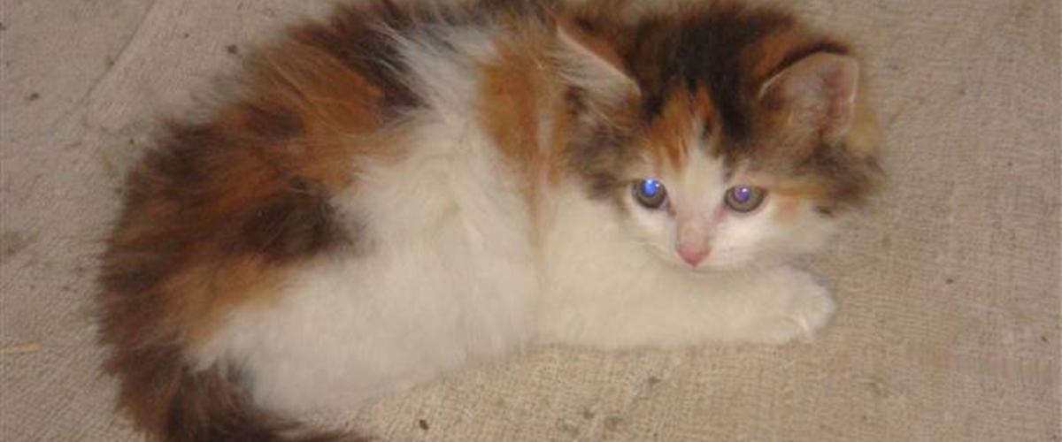 Norsk Skovkat Clara - 2008 - Flotte farver. hvid mave brun...