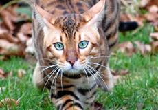 Racekatte - Alle racer samlet et sted. KatteGalleri.dk