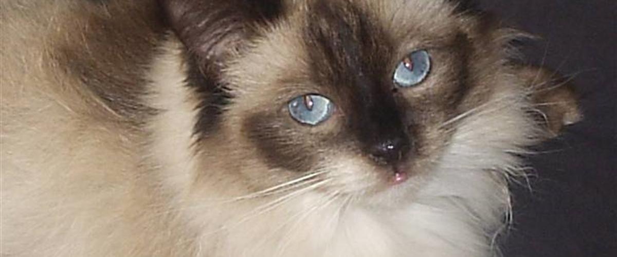 Ragdoll Sofia - 2008 - Kærlig, forsigtig, legesyg og...