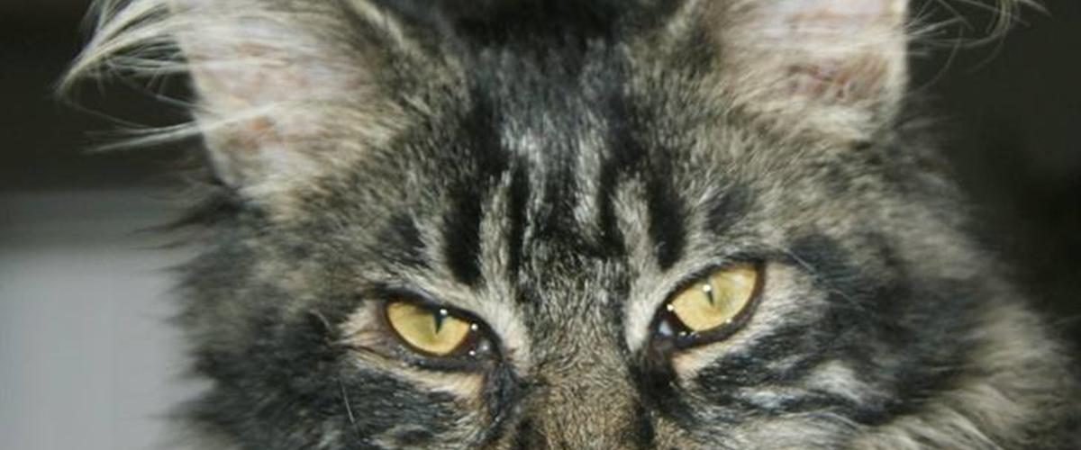 Maine Coon Fede Dorit - 2010 - dejlig sort tabby pige med fl...