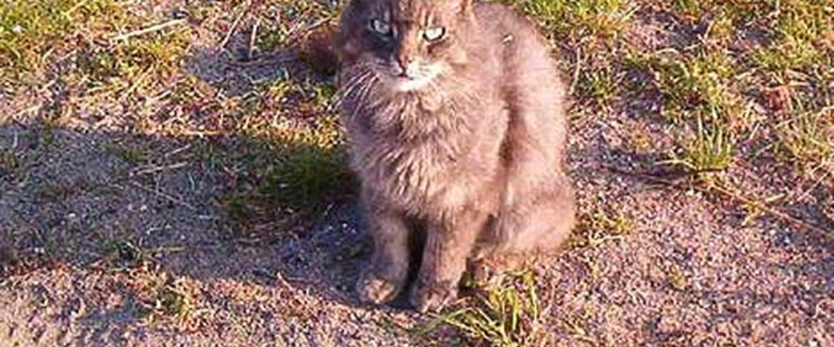 Norsk Skovkat Buller Savner dig meget - 2001 - Buller er en dejlig ...