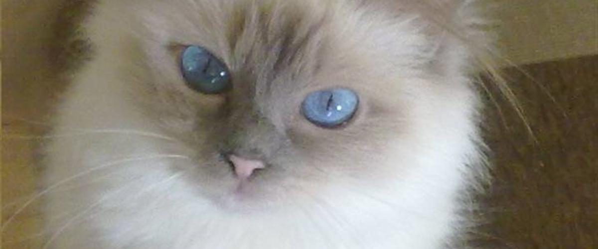 Hellig Birma Prinsesse - 2007 - Hun er en blåmasket birma. H...