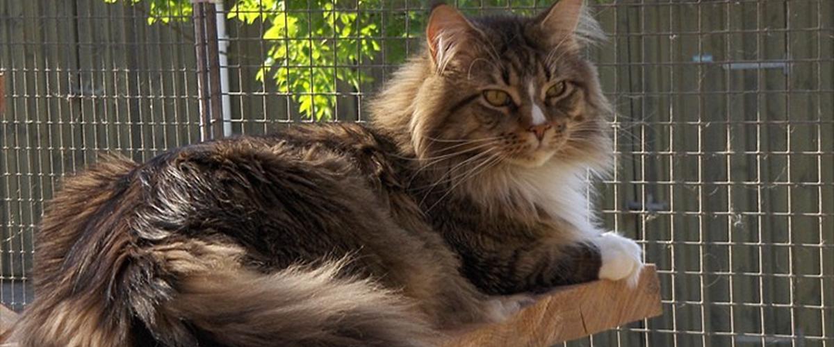 Maine Coon Hopeless Tribes Qato - 2005 - Qato er en ung kat med gang i...