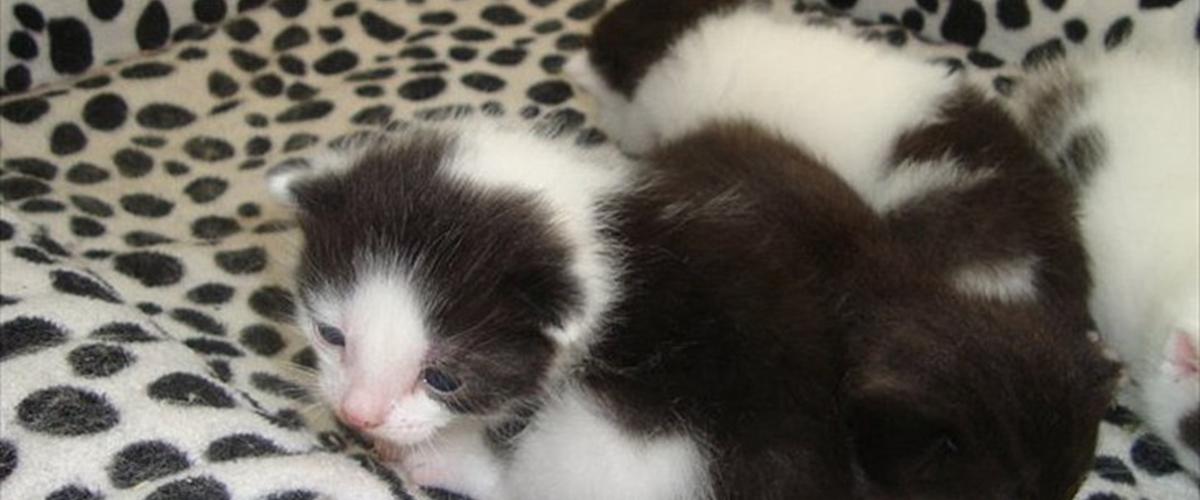 Huskat Pjevs - 2011 - Pjevs er en hvid kat med sort...