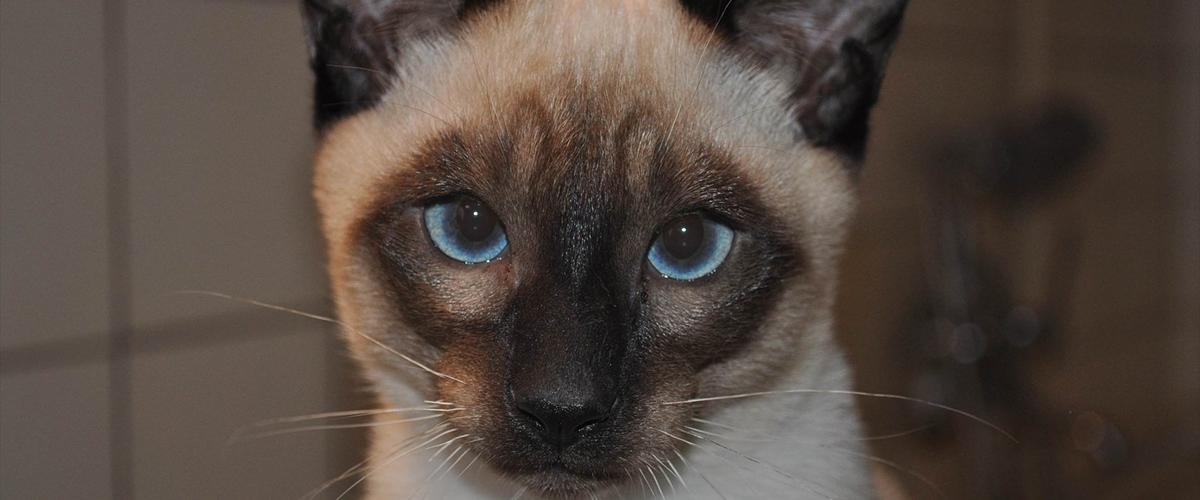 Siameser Ramses van Ribut e Pasir - 2010 - Ramses er lille men meget våg...