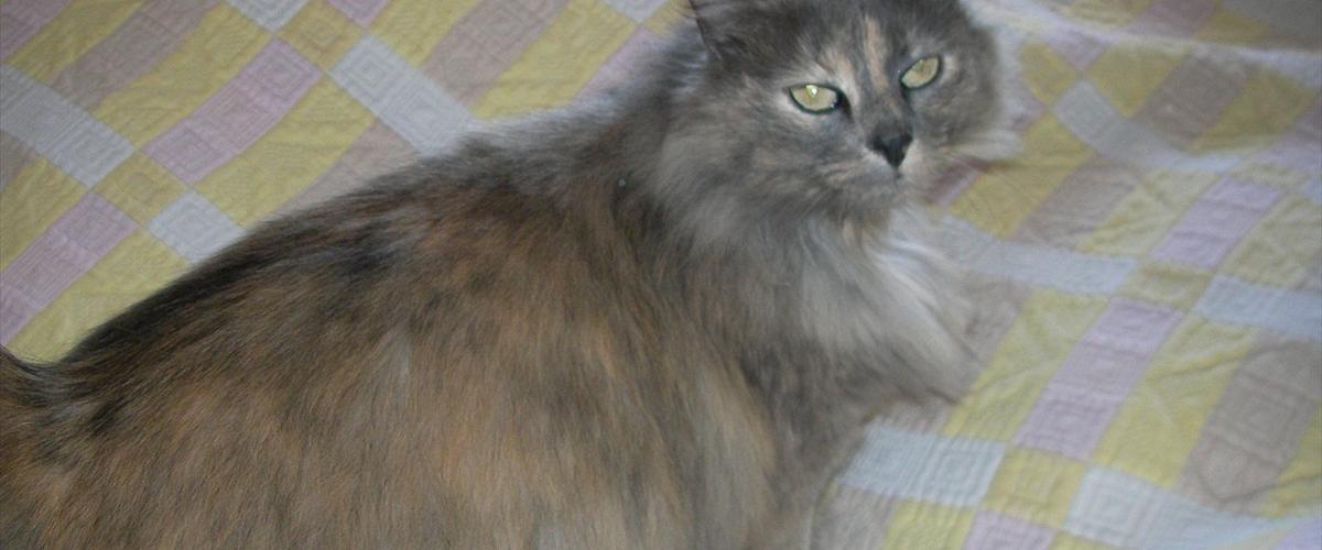 Norsk Skovkat Bamse VERDENS PÆNESTE KAT - 2005 - Hun er udekat og meget ...