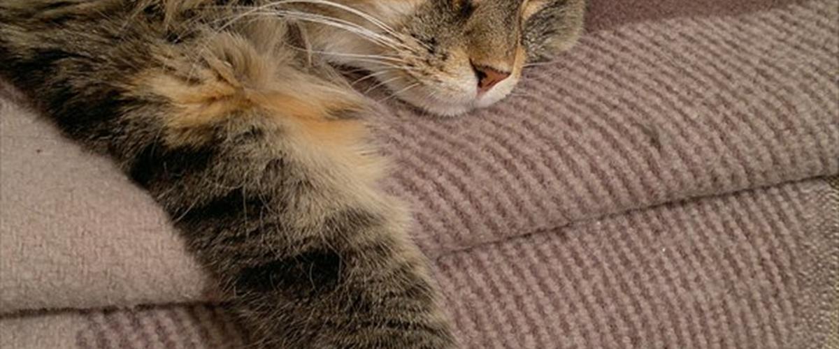 Norsk Skovkat Irma-Pigen - 2008 - Farve: Sort tortie spotted ta...