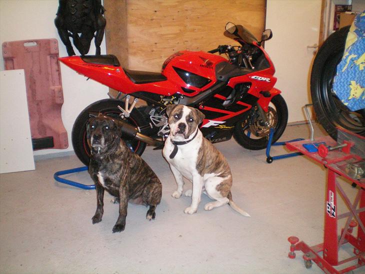 Honda Cbr 600 F4i Sport - 2000 - Gi gas!!